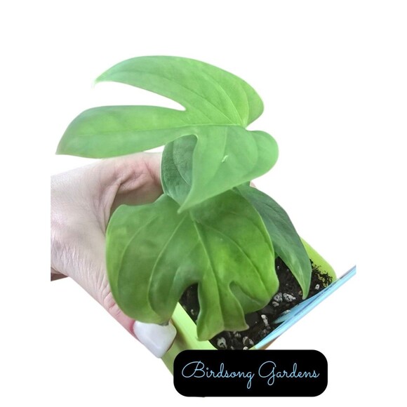 Unbranded | Accents | 3 Monstera Spider Man Rare Live Indoor Plant ...